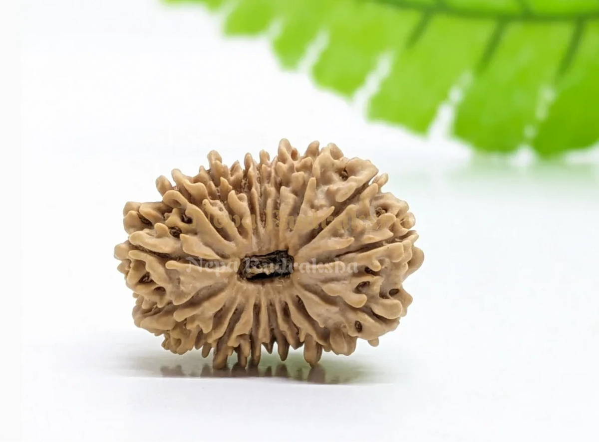 Buy Authentic 16 Mukhi (Medium) Rudraksha