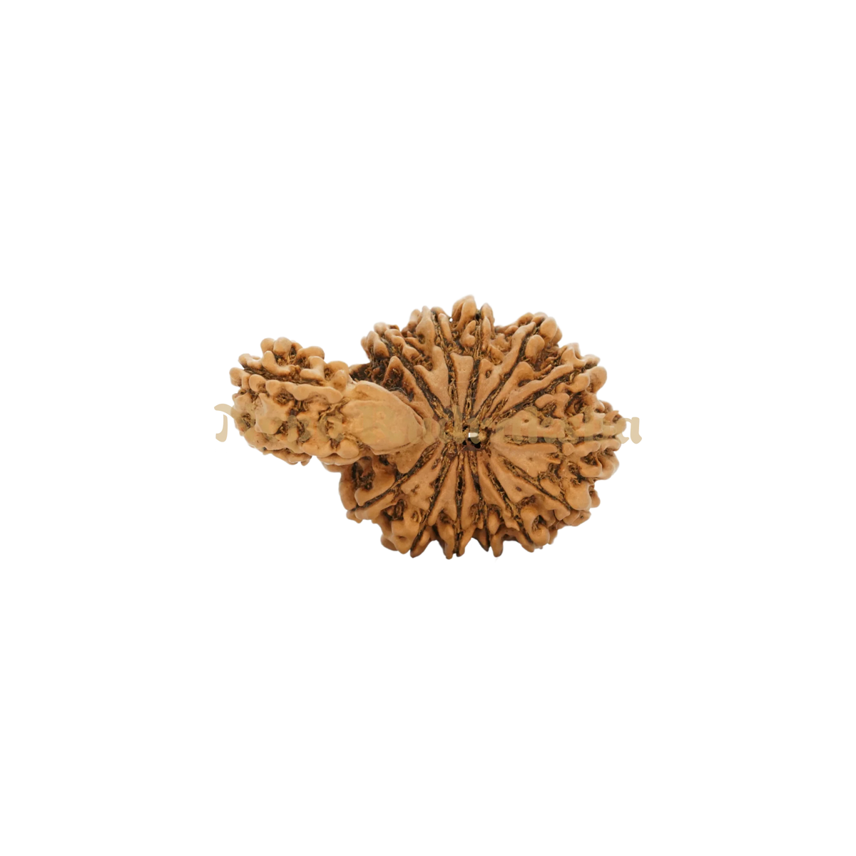 16 Mukhi Savar Rudraksha