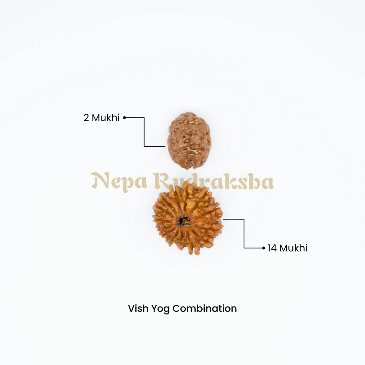 Buy Vish Yog Combination [X-Ray Certified] - only at Nepa Rudraksha