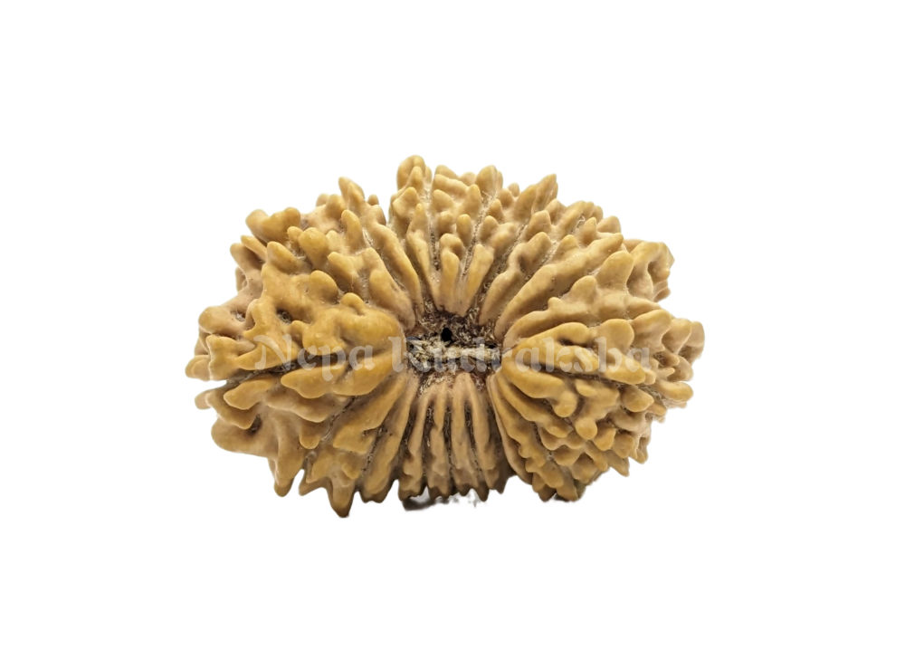 Buy 21 Mukhi Rudraksha from Nepal | 100% X-Ray Certified Authentic ...