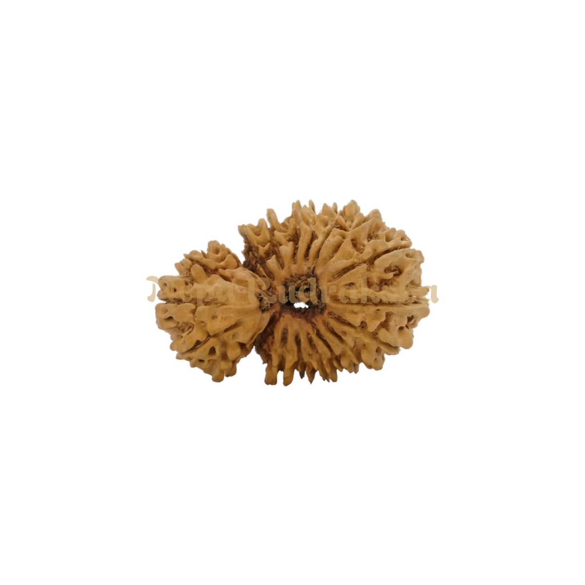 21 Mukhi (Gauri Shankar) Rudraksha 31.81mm