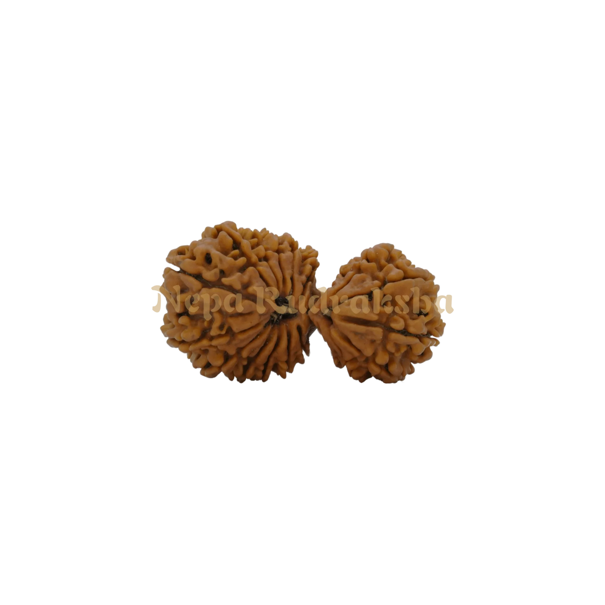 21 Mukhi (Gauri Shankar) Rudraksha 40.89mm