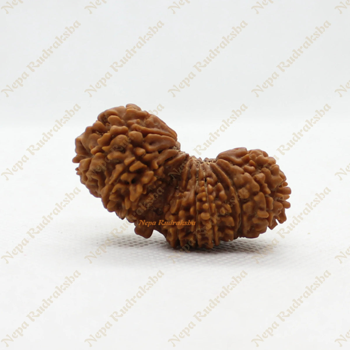 Buy 21 Mukhi Gauri Shankhar 41mm [X-Ray Certified] - only at Nepa Rudraksha