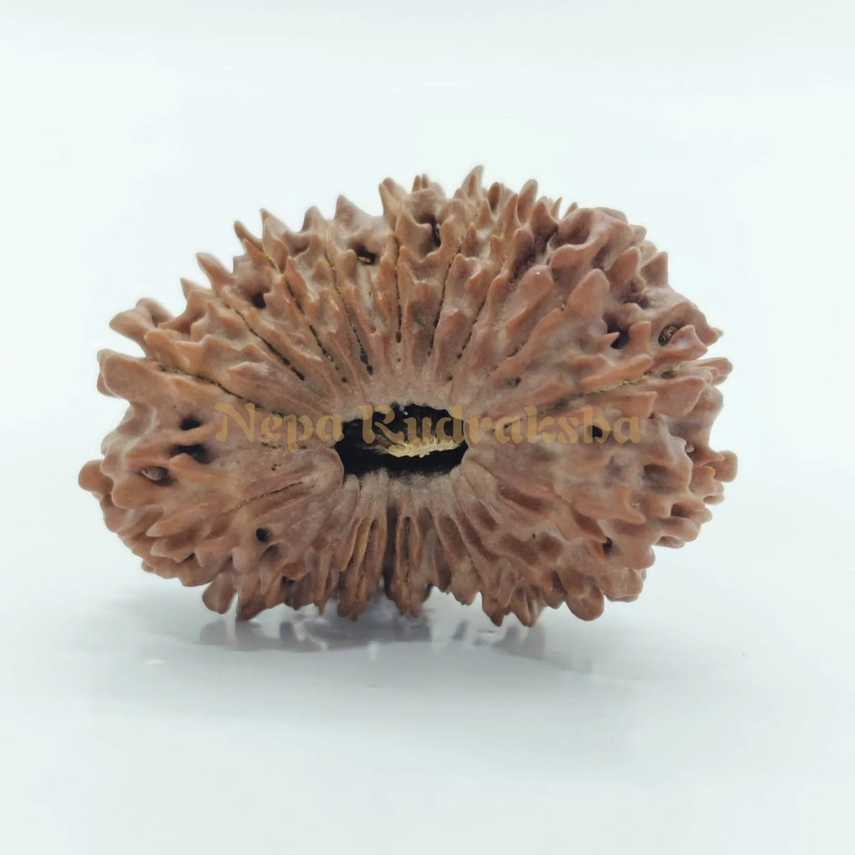 21 Mukhi Rudraksha 29mm