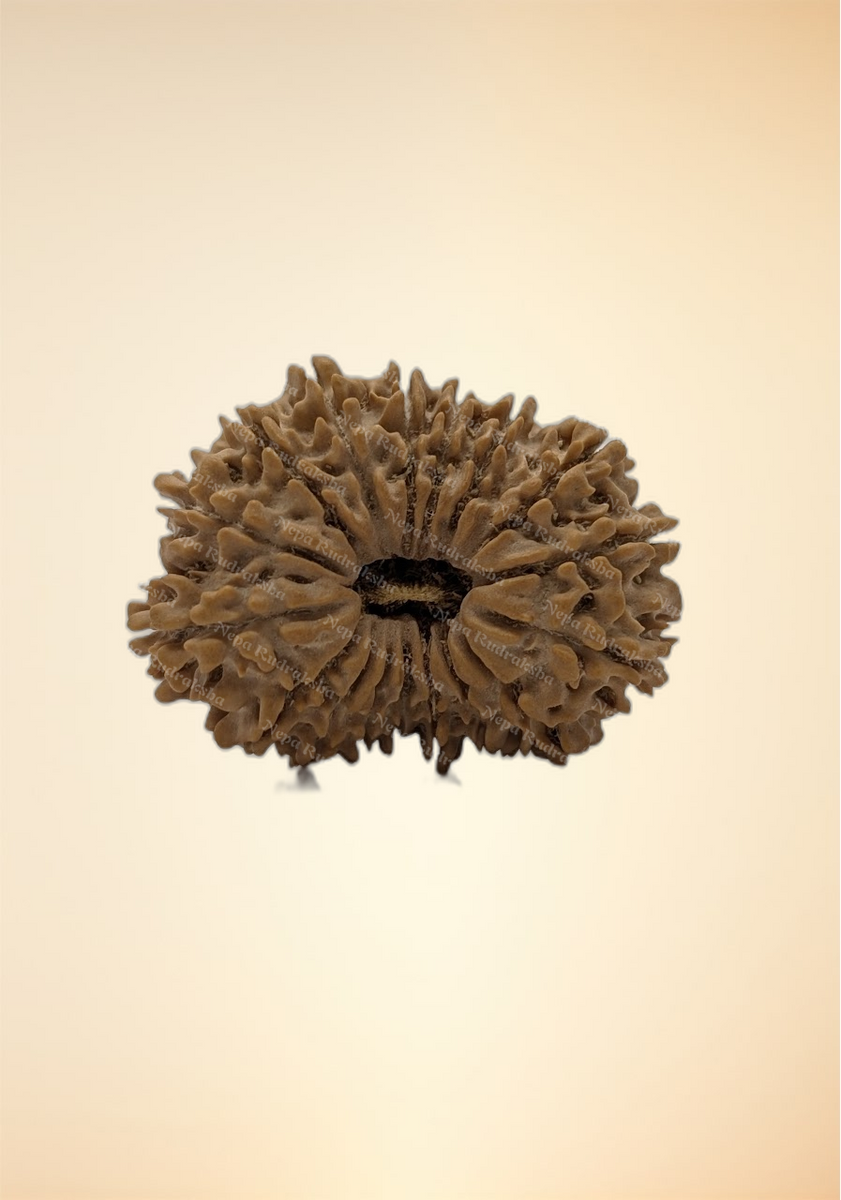 17 Mukhi (Collector - 10879)