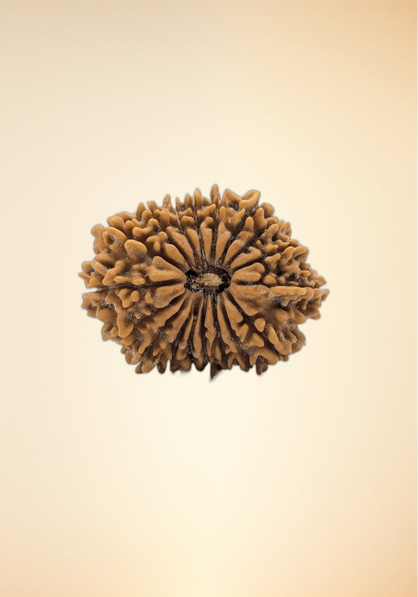 18 Mukhi (Collector - 11183)