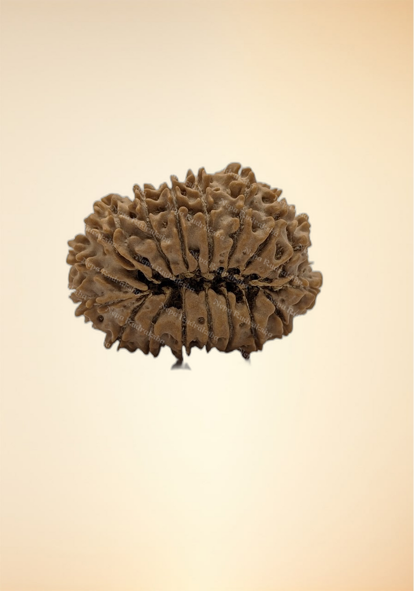 17 Mukhi (Collector - 10879)