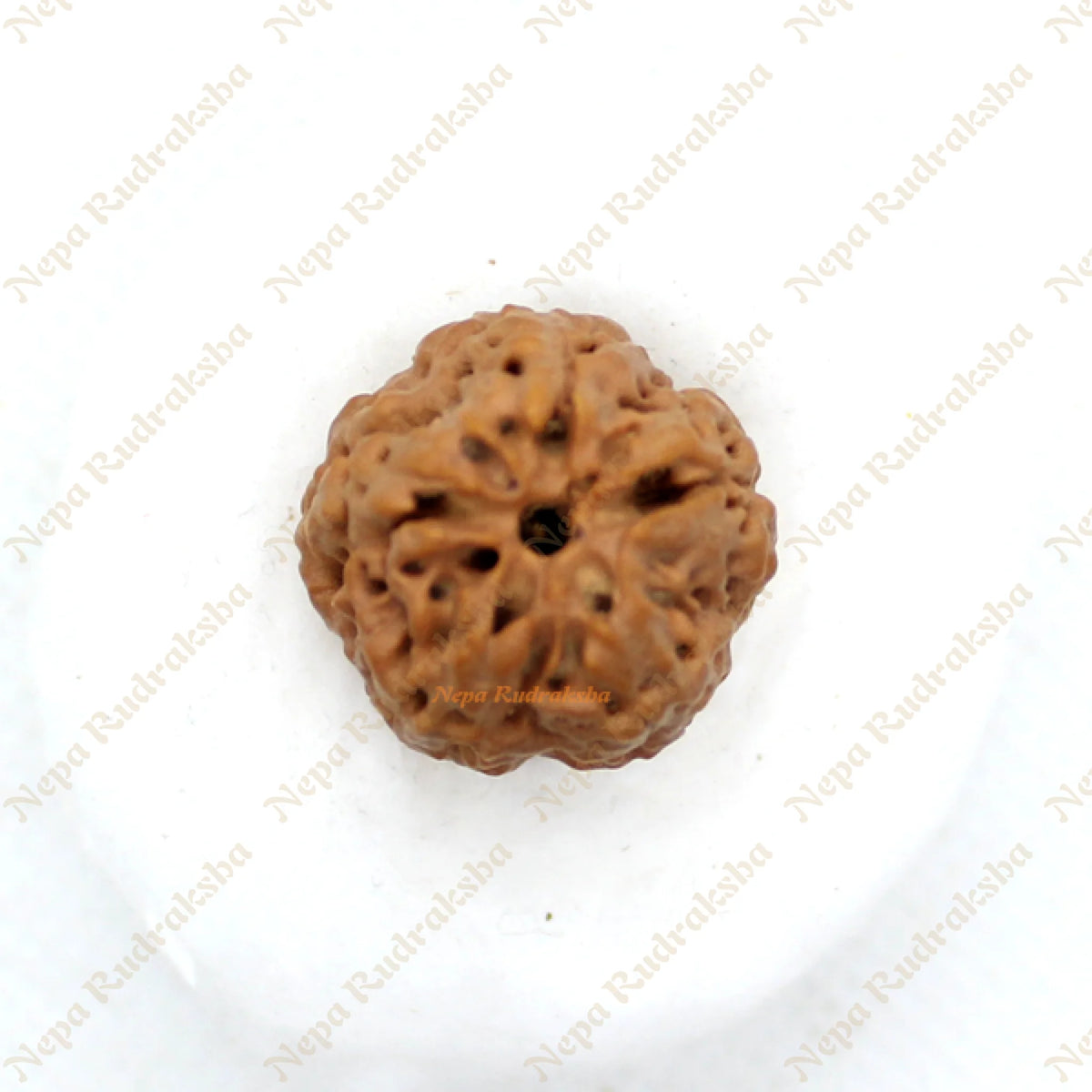 Buy Nirakar Naag [X-Ray Certified] - only at Nepa Rudraksha