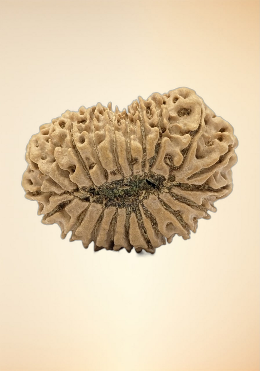 21 Mukhi (Collector - 6316)