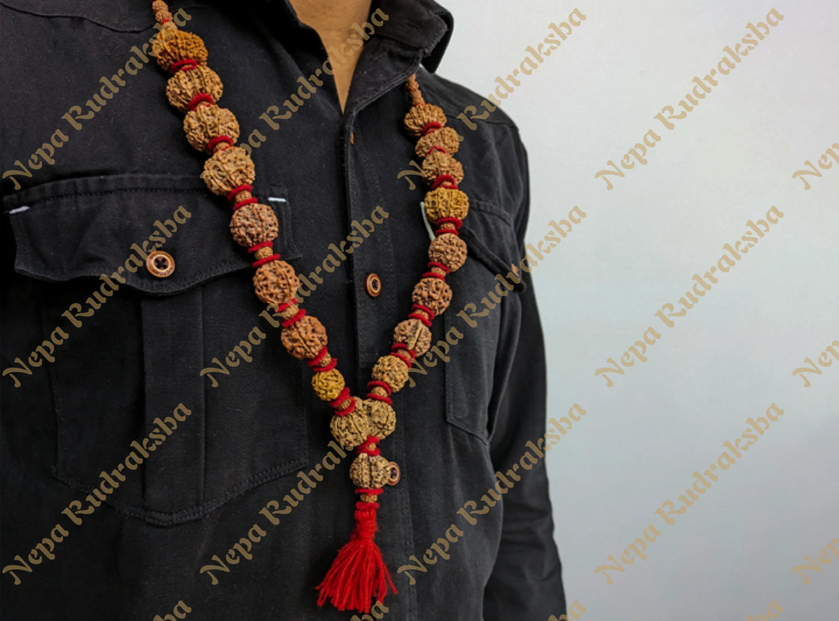 Buy Siddha Mala(1 to 14 Mukhi) X-Ray Certified - at Nepa Rudraksha